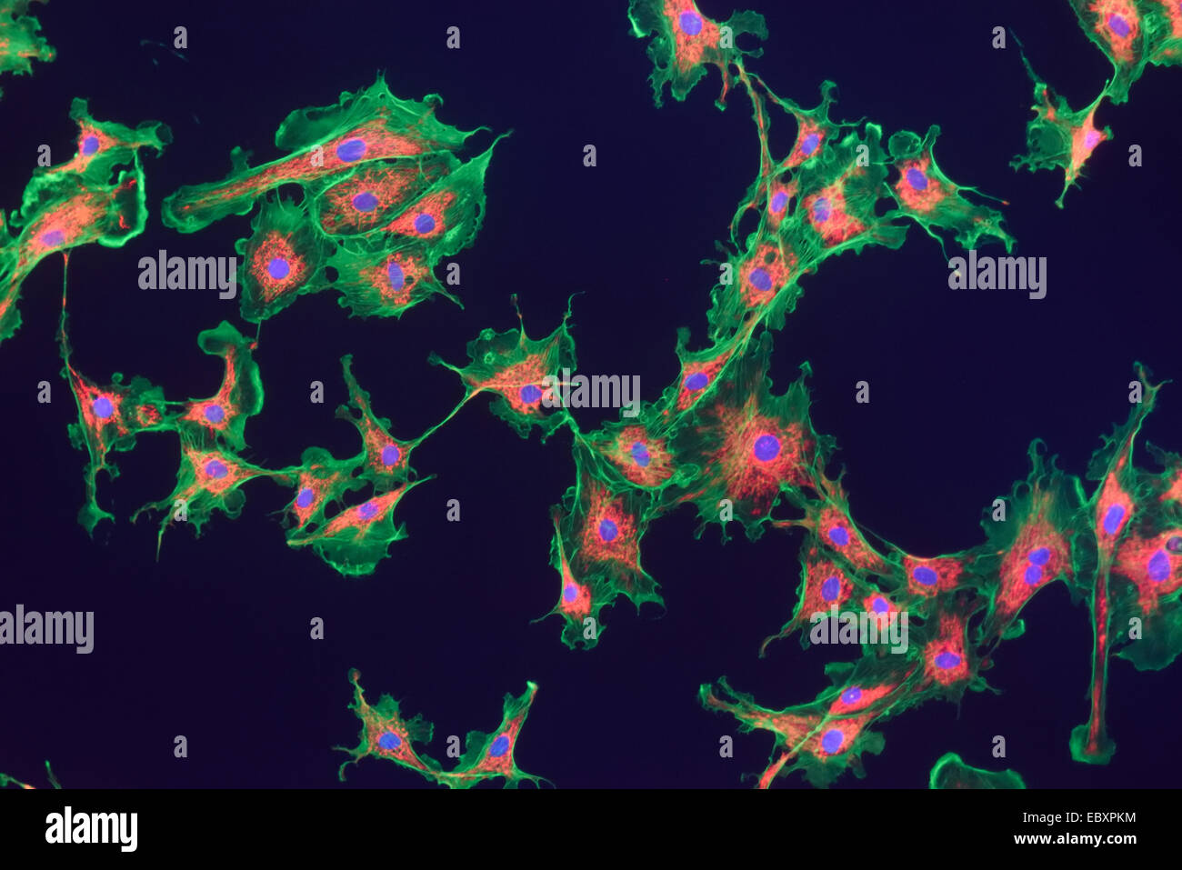 Fibroblast hi-res stock photography and images - Alamy