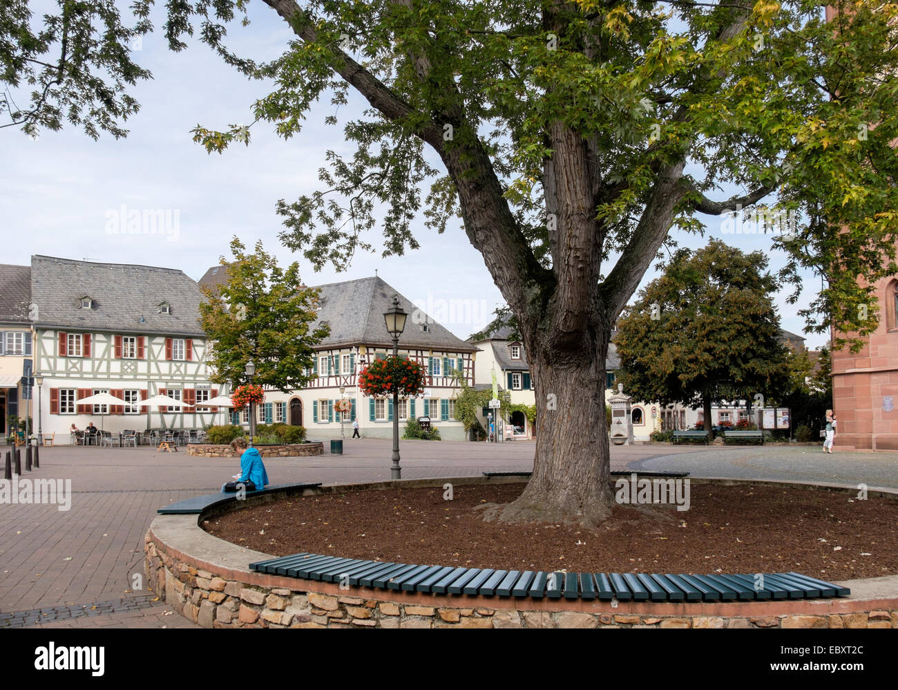 Tree in centre of old town square surrounded by timbered buildings in ...