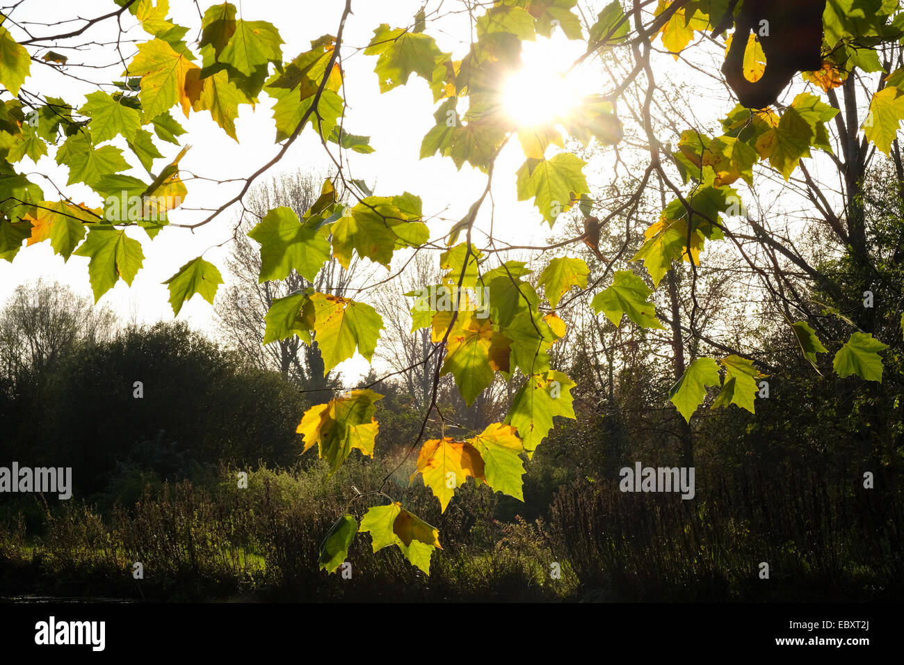 Sun on maple leaves hi-res stock photography and images - Alamy