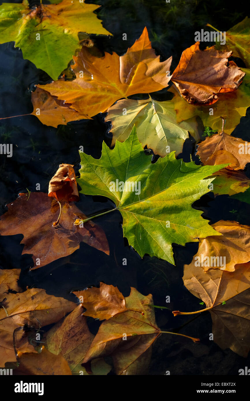 Autumn leaves floating on the river on a crisp sunny winters day Stock ...