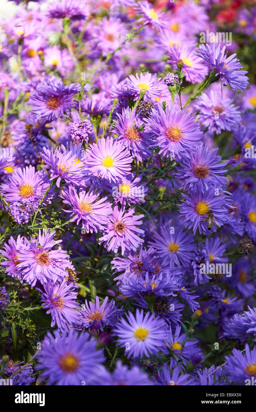 big bush of violet chrysanthemum with many flowers Stock Photo - Alamy