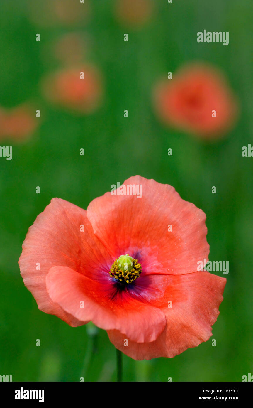 common poppy, corn poppy, red poppy (Papaver rhoeas), single flower ...