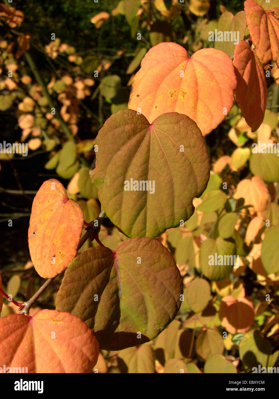 Katsura trees cercidiphyllum japonicum hi-res stock photography and ...