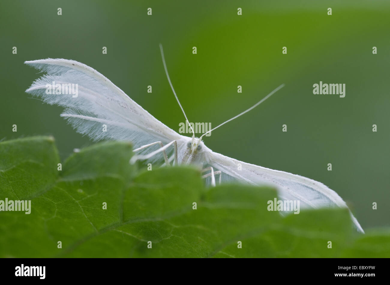 White Plume Moth (Pterophorus pentadactyla), Haren, Emsland, Lower ...