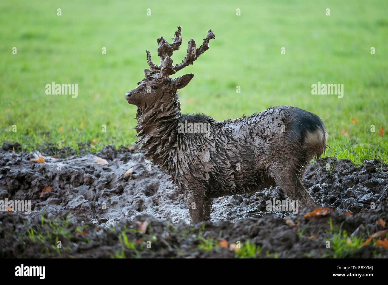 Stag standing hi-res stock photography and images - Alamy