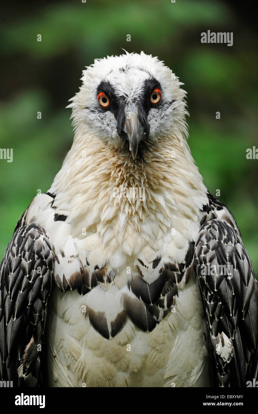 Bearded Vulture (Gypaetus barbatus), portrait, captive, Bavaria ...