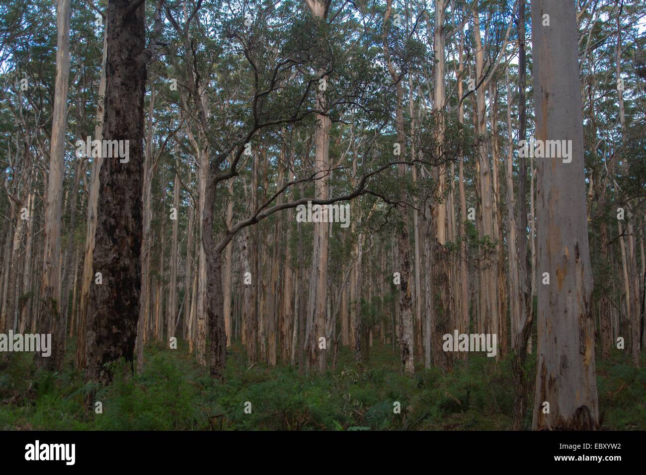 Eucalyptus forest in southwest Australia Stock Photo - Alamy