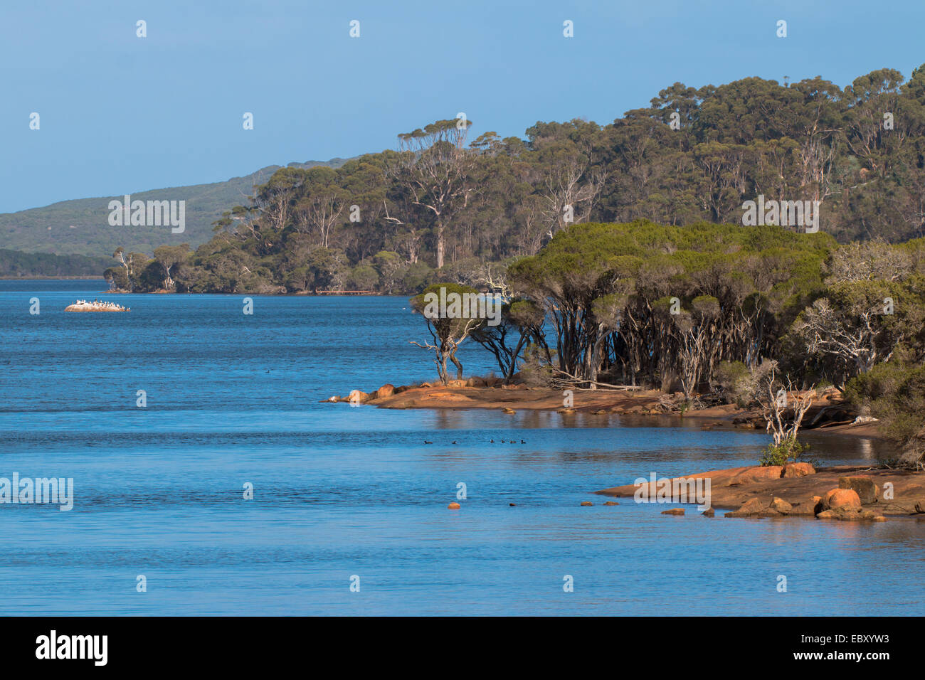 Australien wald hi-res stock photography and images - Alamy