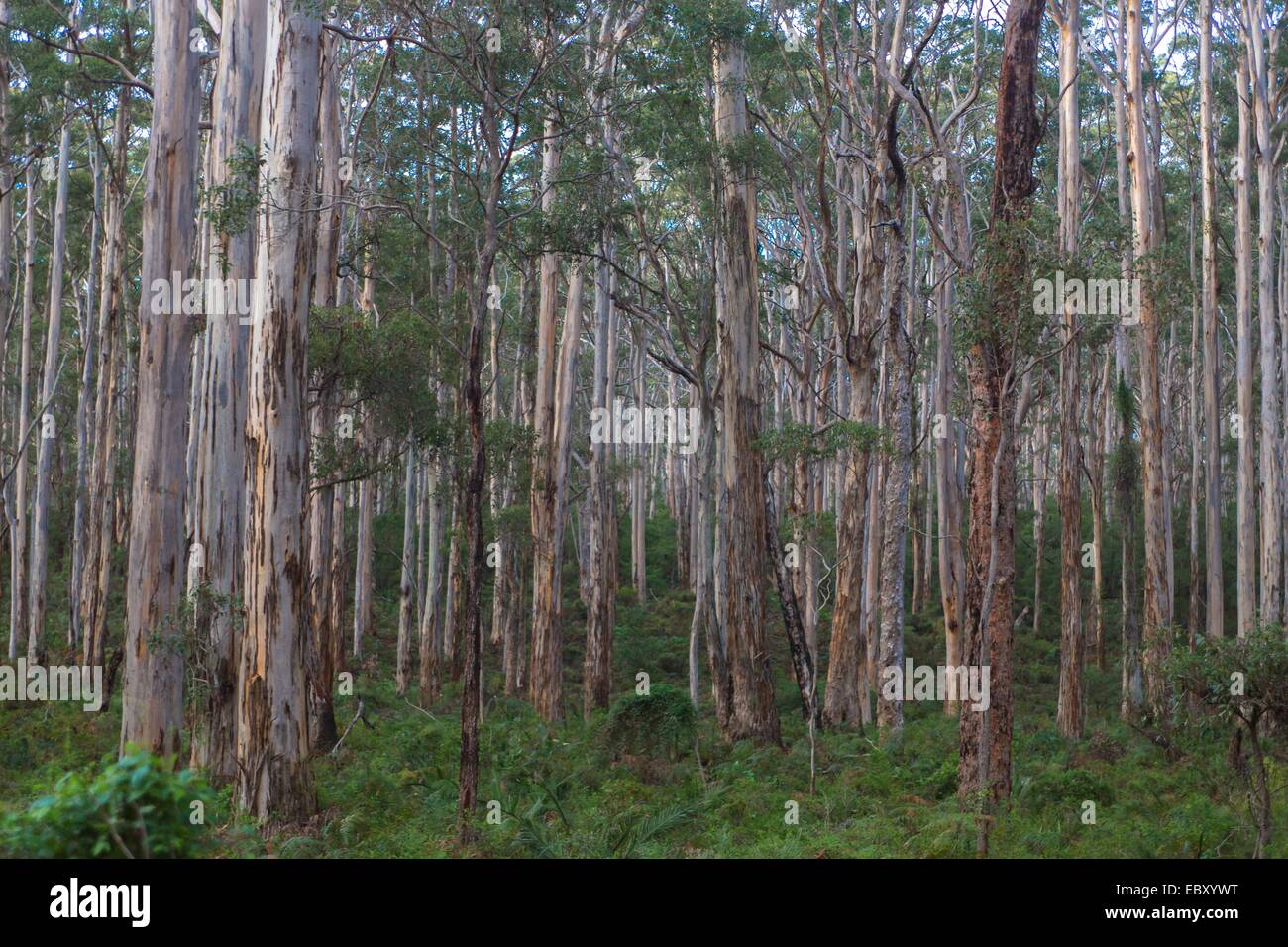 Eucalyptus forest in southwest Australia Stock Photo - Alamy