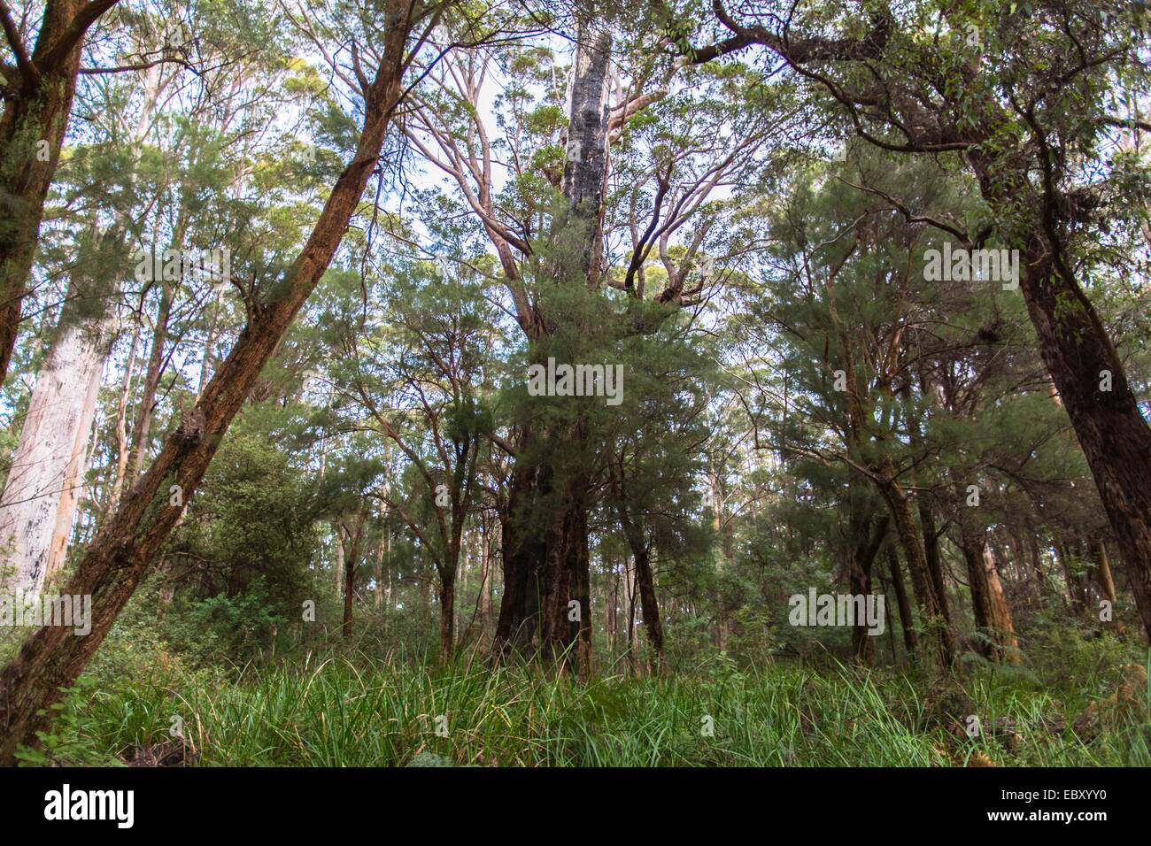 Red Tingle trees in Walpole-Nornalup National Park, Eucalyptus ...
