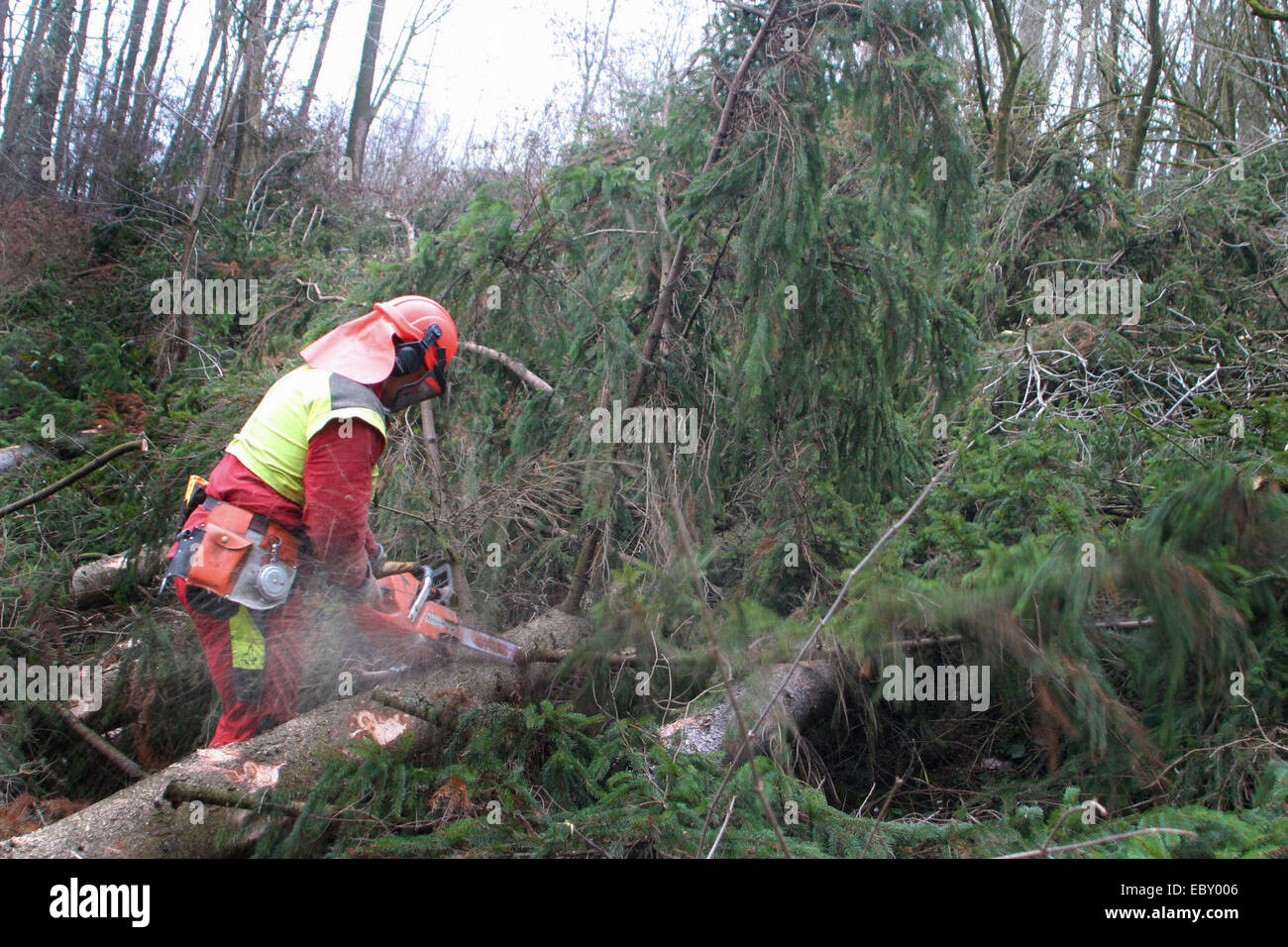 Forest ecosystem workers hi-res stock photography and images - Alamy