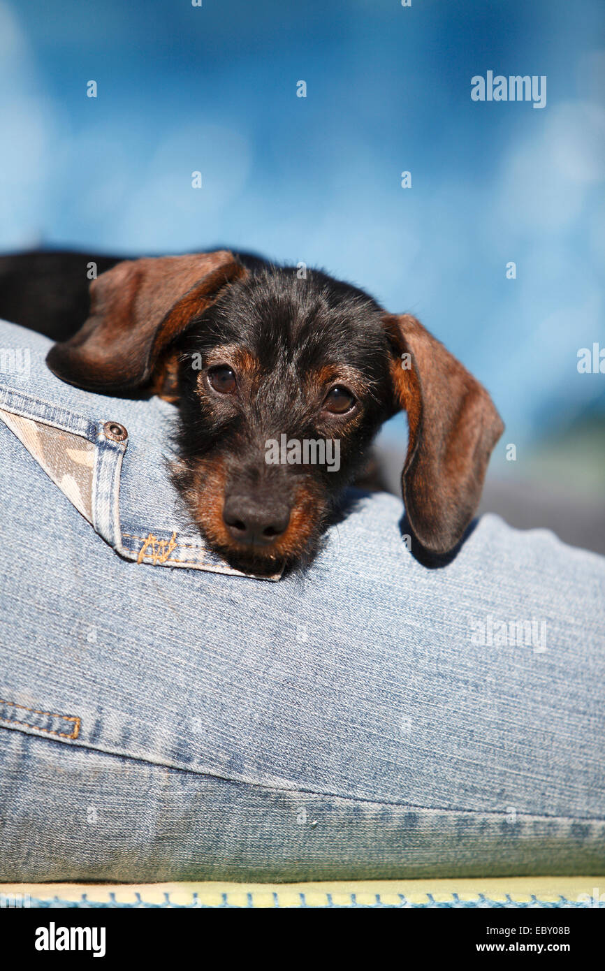 Puppy lying on a mans leg hi-res stock photography and images - Alamy