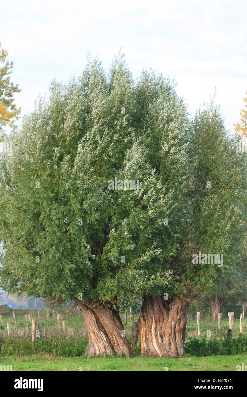 white willow (Salix alba), two fully grown pollarded willows standing ...
