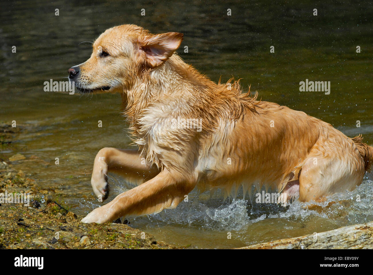 Golden Retriever (Canis lupus f. familiaris), running out of a water ...