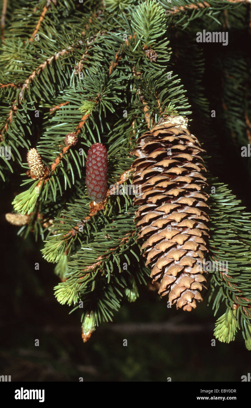 Norway spruce (Picea abies), twig with young and old cone, Germany Stock Photo - Alamy