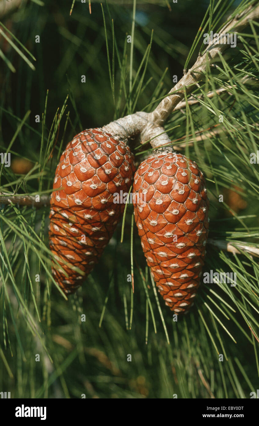 aleppo pine (Pinus halepensis), twig with cones, Spain Stock Photo - Alamy