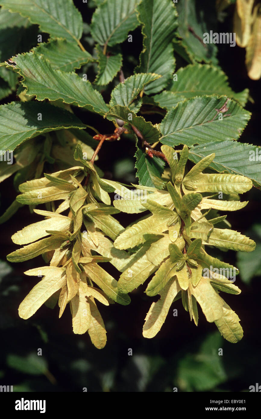common hornbeam, European hornbeam (Carpinus betulus), branches with ...