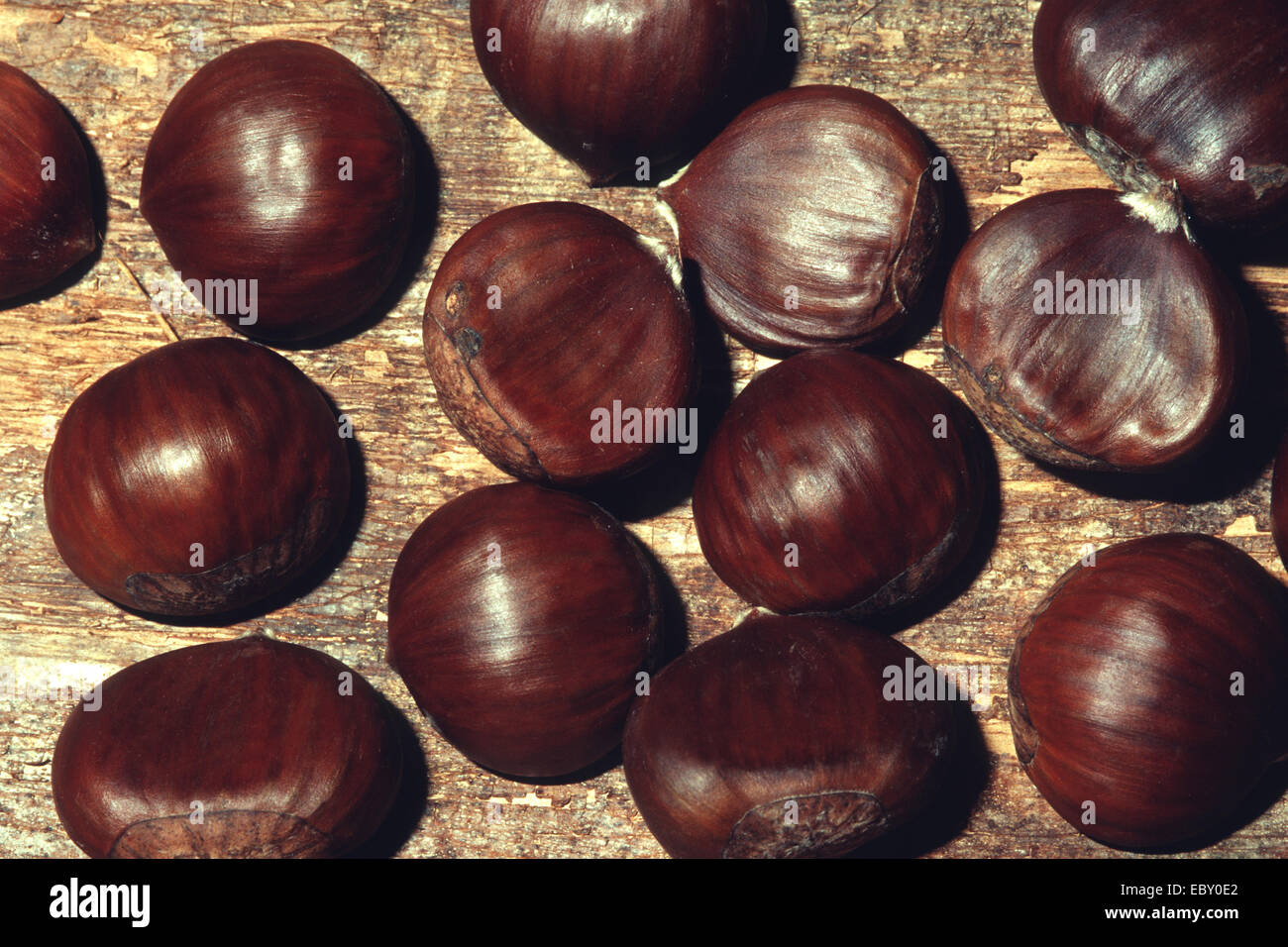 Castanea nut fruits hi-res stock photography and images - Alamy