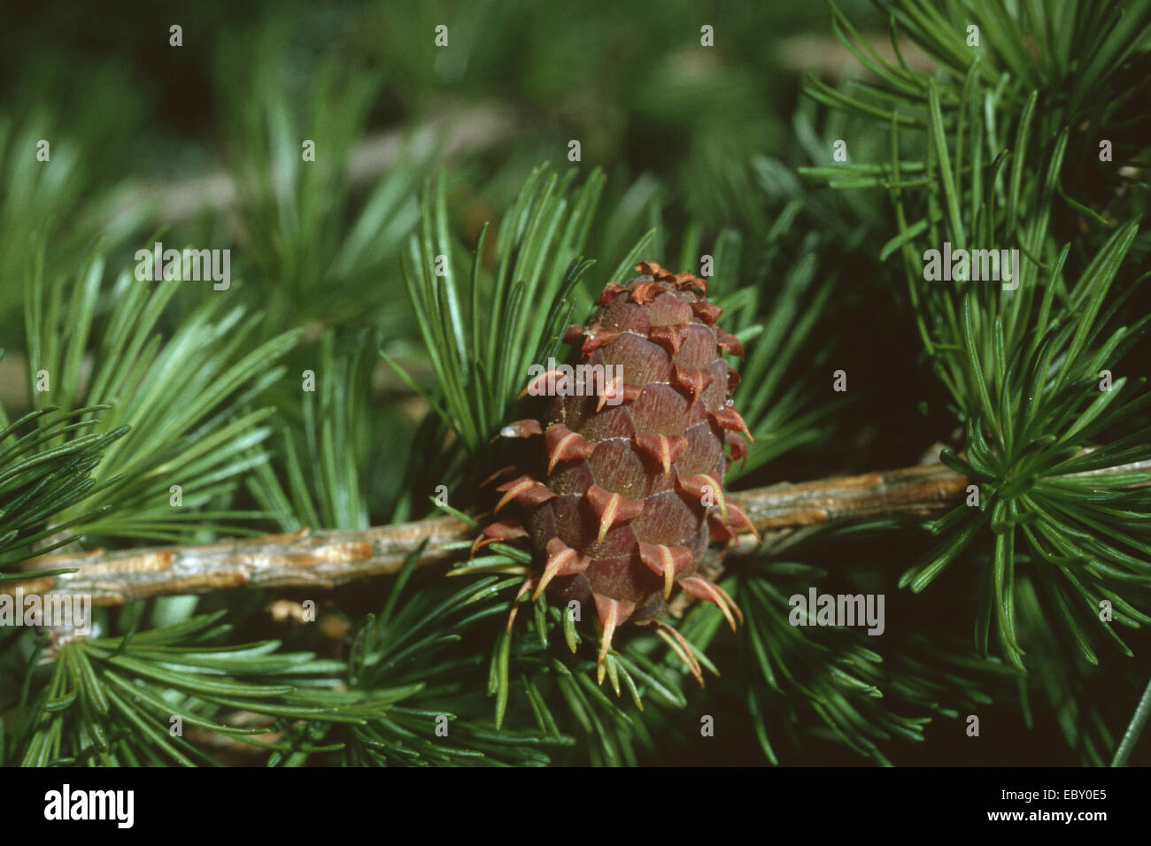 common larch, European larch (Larix decidua, Larix europaea), cone on a ...