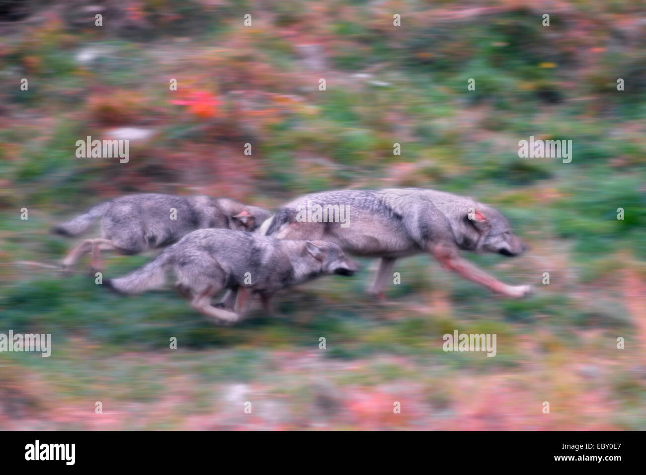 European gray wolf (Canis lupus lupus), running family, Finland ...