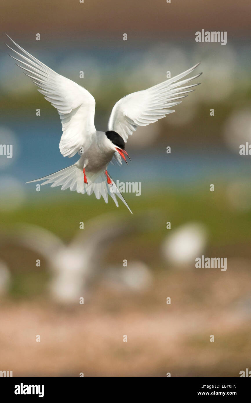 common tern (Sterna hirundo), flying, Netherlands, Texel Stock Photo ...