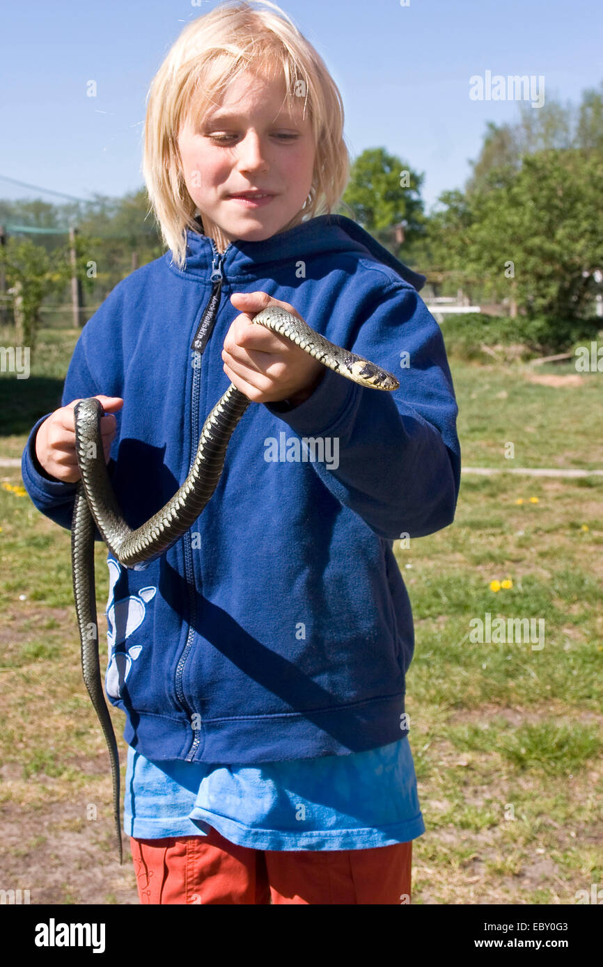 grass snake (Natrix natrix), boy holding a snake in hands, Germany ...