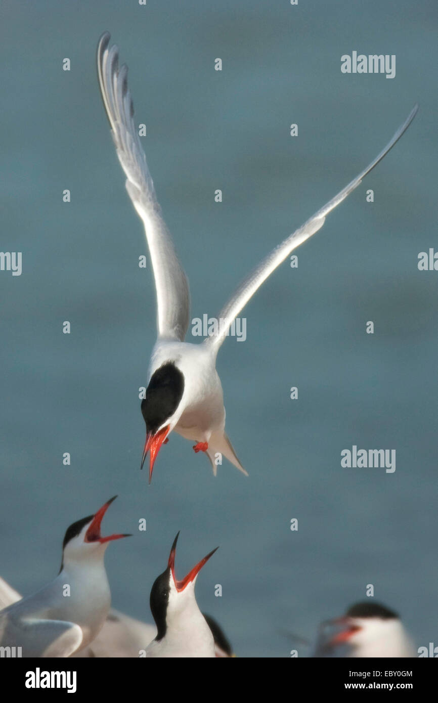 Attacking bird hi-res stock photography and images - Alamy