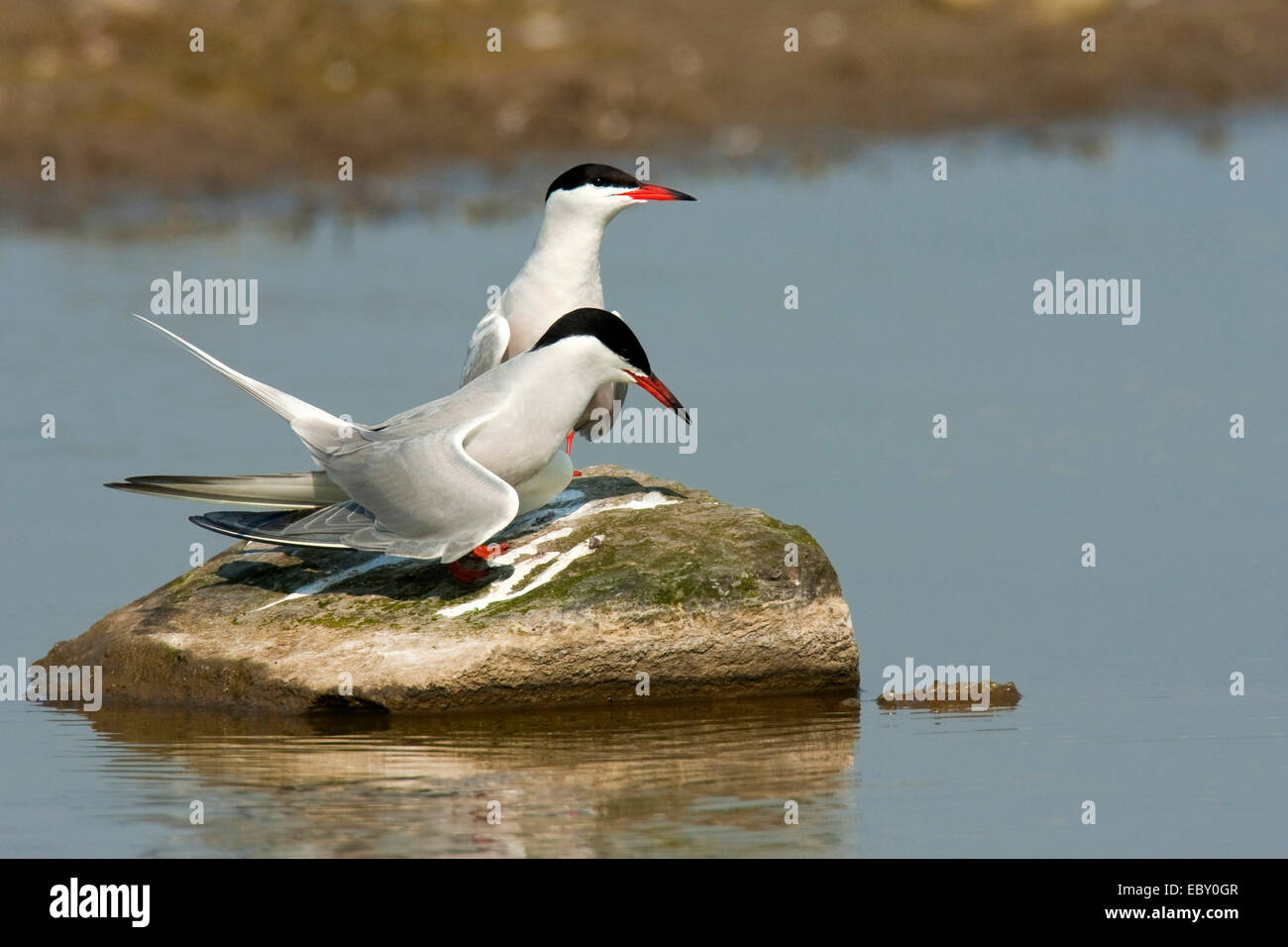 Stone jutting out of the water hi-res stock photography and images - Alamy