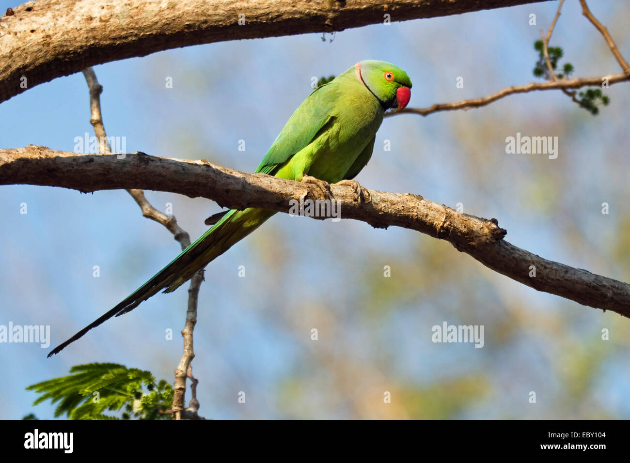 rose-ringed parakeet (Psittacula krameri), male sitting on a branch ...