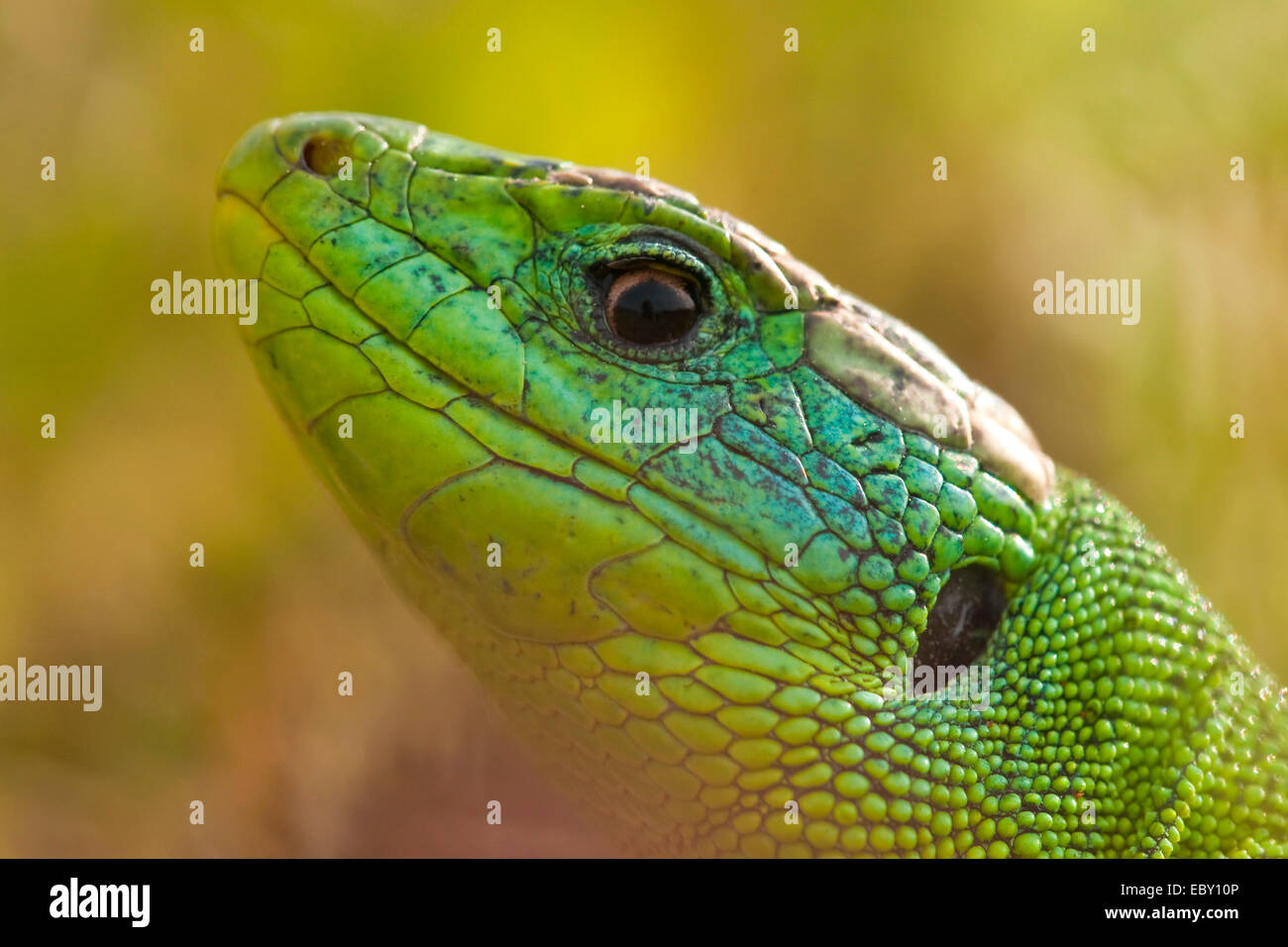 Eastern Green Lizard, European green lizard, Emerald lizard (Lacerta ...