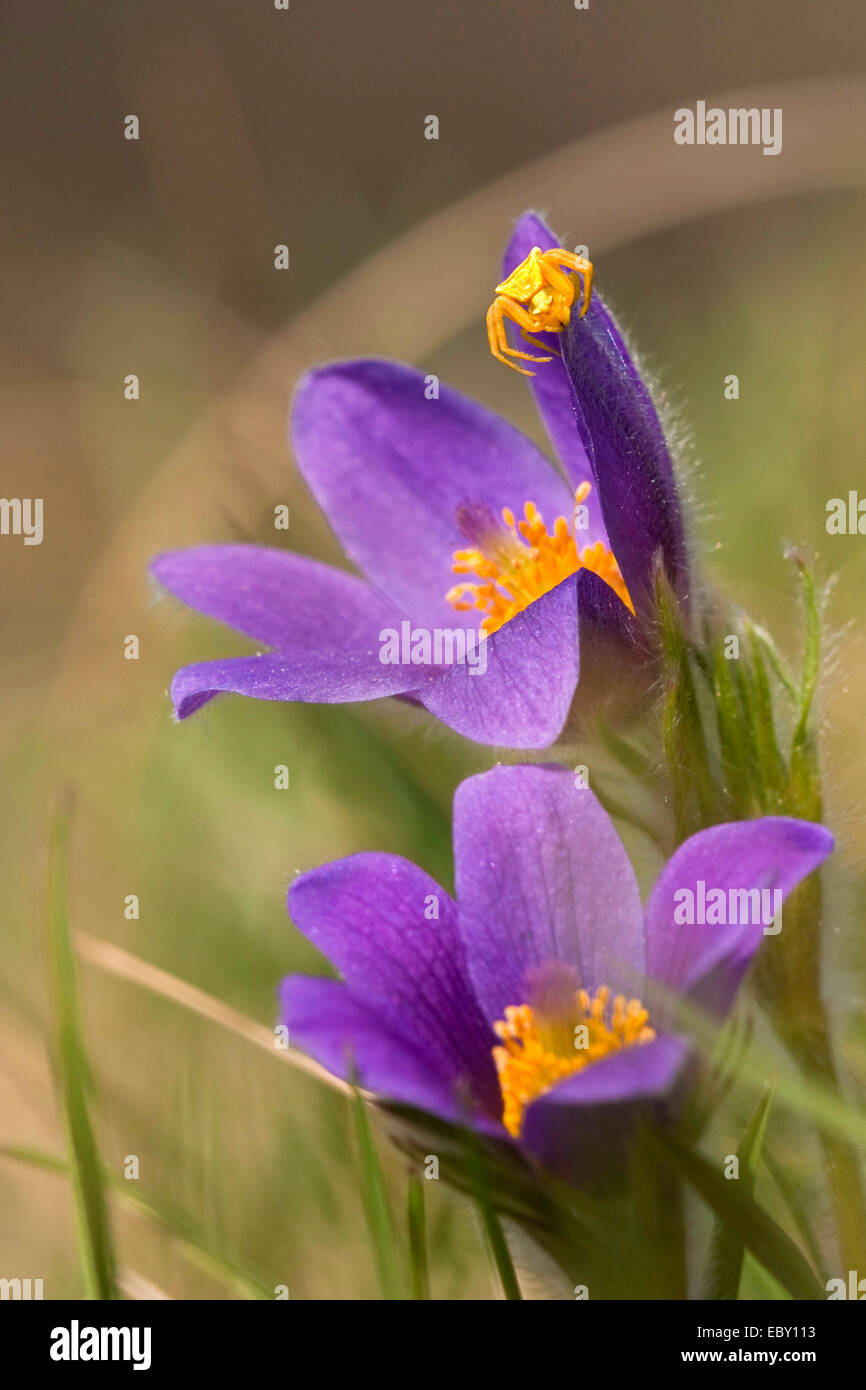 pasque flower (Pulsatilla vulgaris), flower with camouflaged crabspider ... pasque flower (Pulsatilla vulgaris), flower with camouflaged crabspider ...