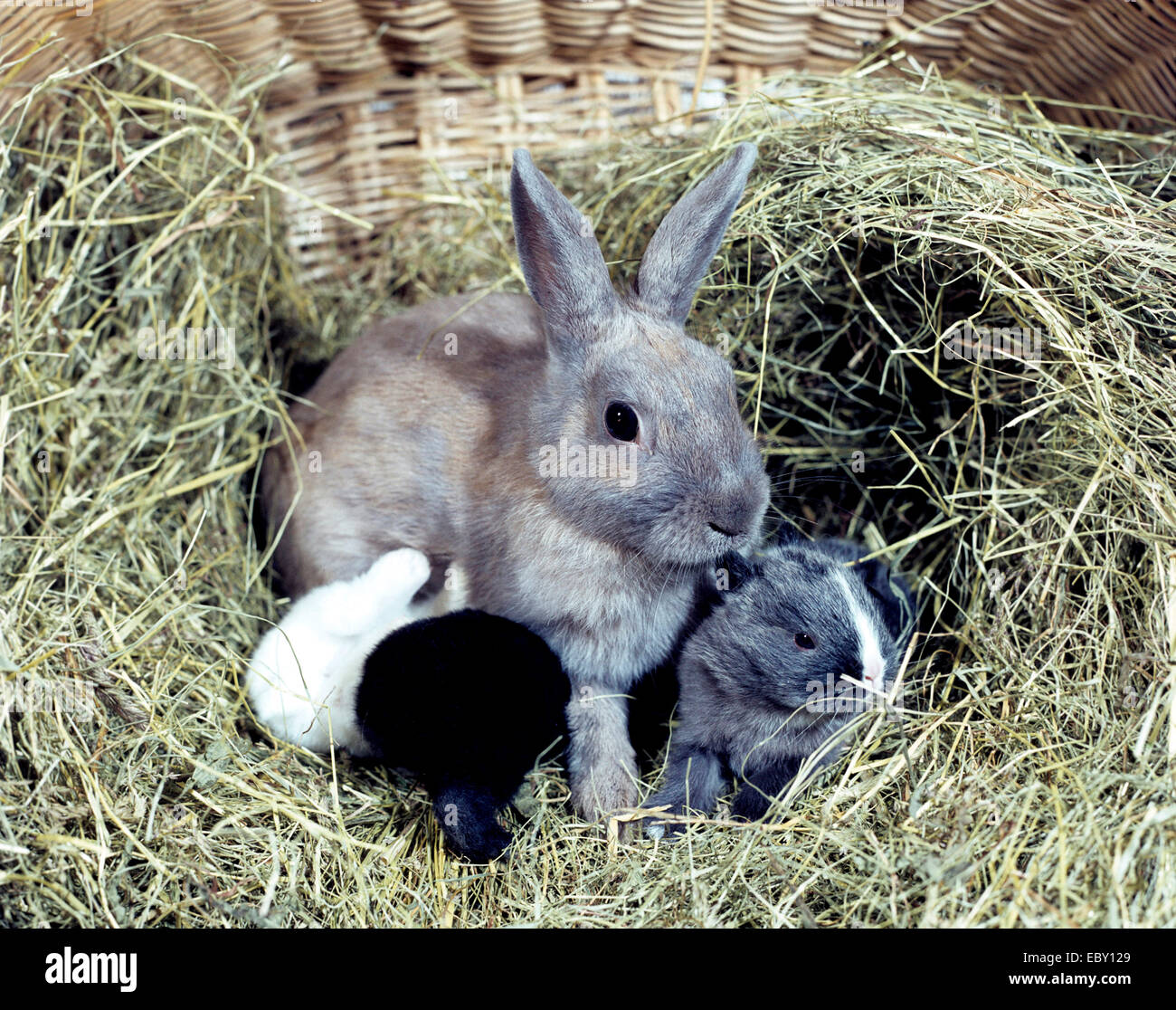 domestic rabbit (Oryctolagus cuniculus f. domestica), Rabbit with young ...