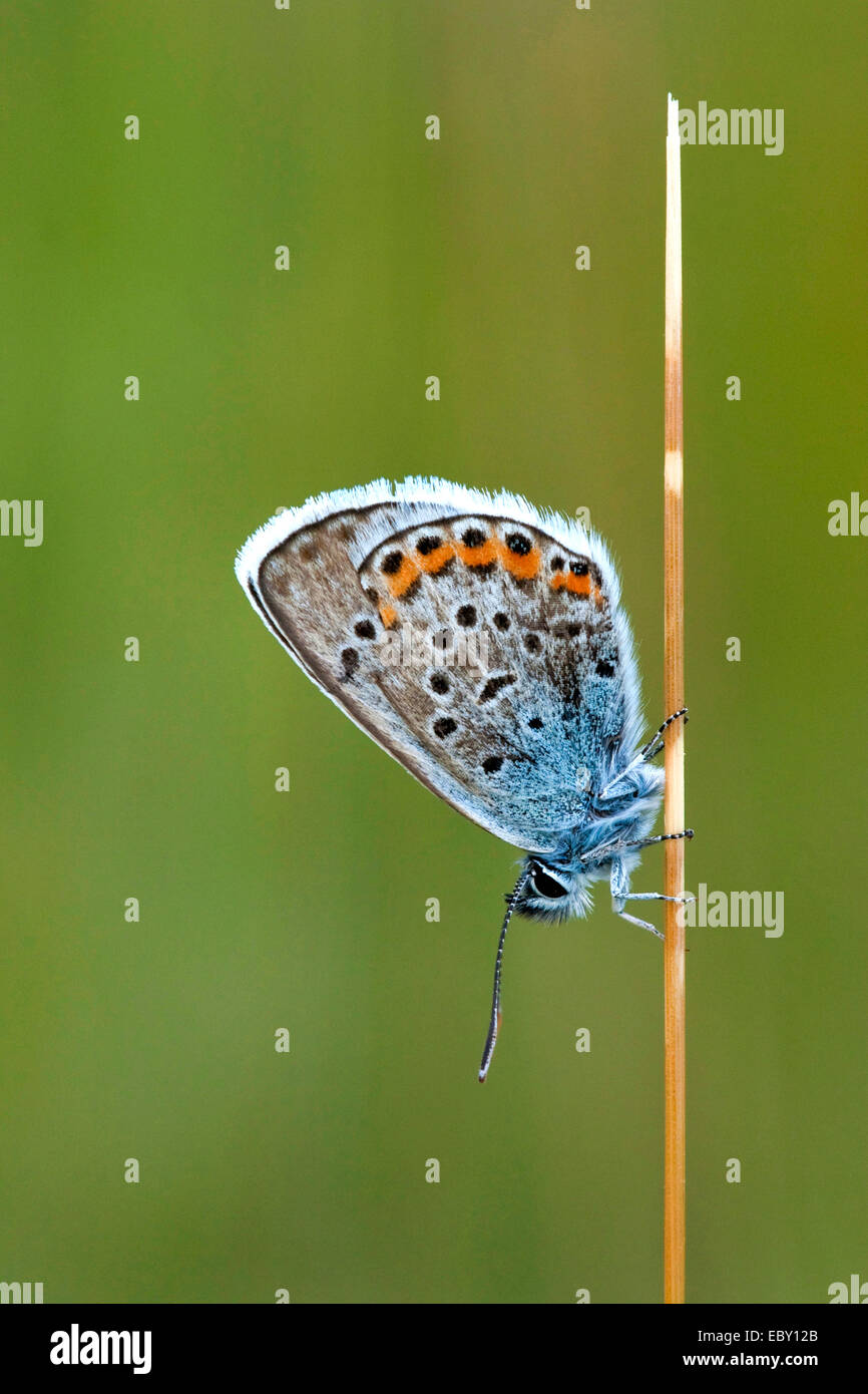 Silver-studded blue (Plebejus argus, Plebeius argus), male sitting at a ...