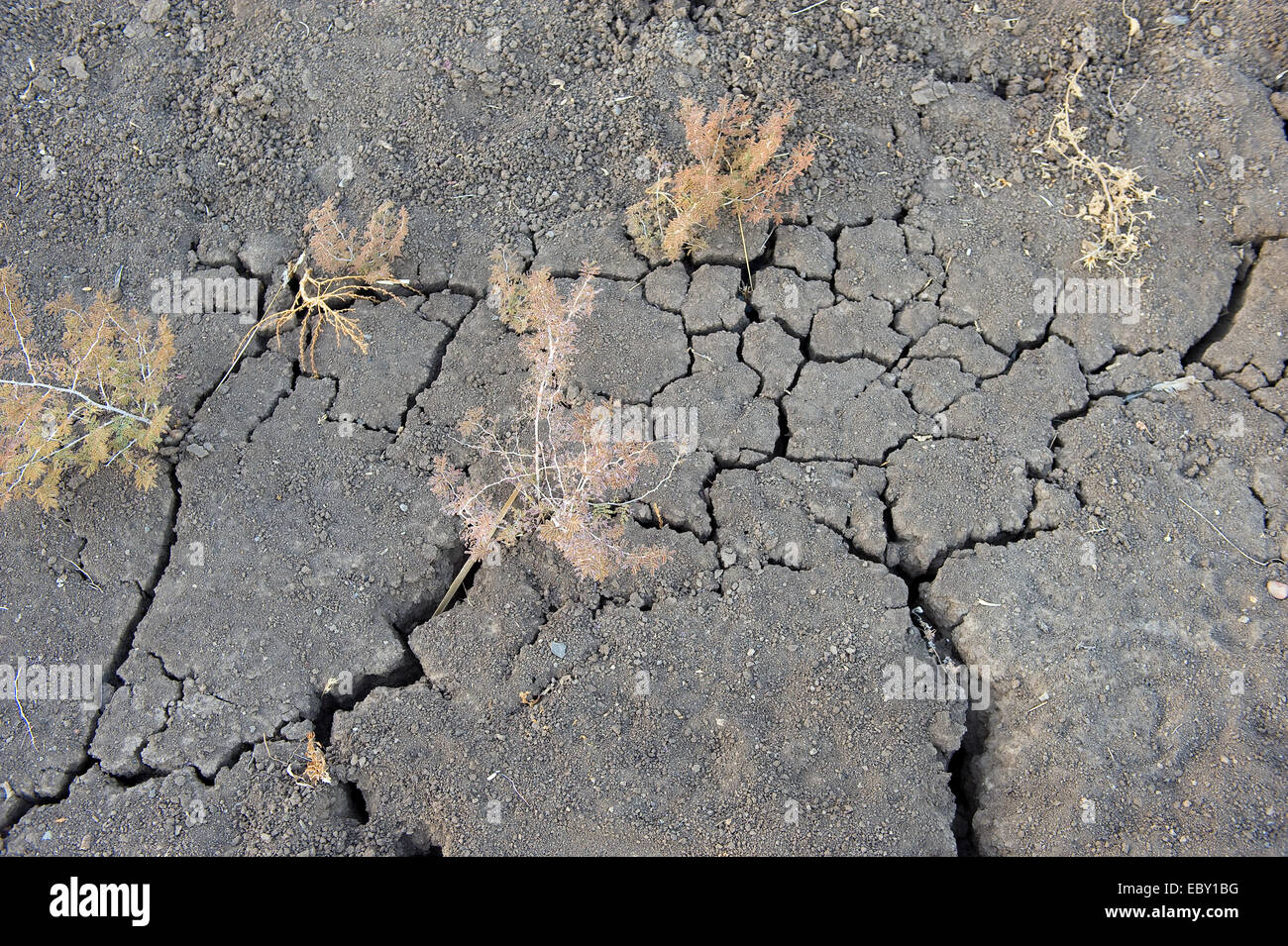 Cracked dry ground in the summer Stock Photo - Alamy