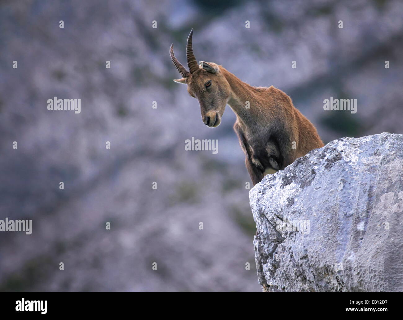 Female wild alpine ibex, capra ibex, or steinbock standing upon a rock ...
