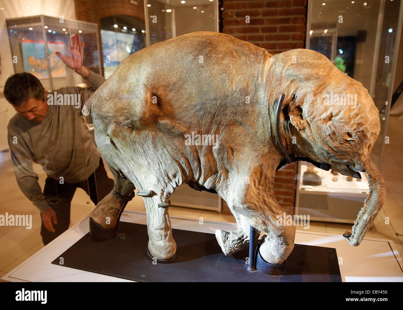 Lyuba Mammoth High Resolution Stock Photography and Images - Alamy