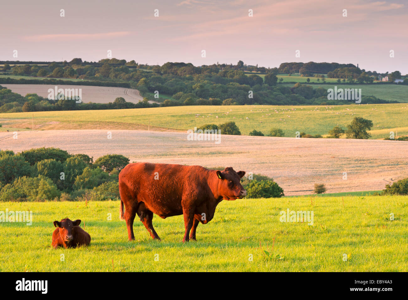 North Devon Red Ruby cattle grazing in the rolling countryside, Black ...