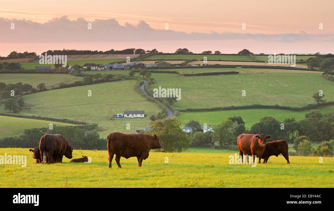 North Devon Red Ruby cattle herd grazing in the rolling countryside ...