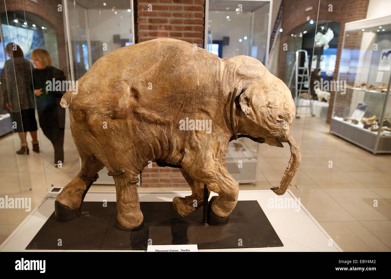Lyuba Mammoth High Resolution Stock Photography and Images - Alamy