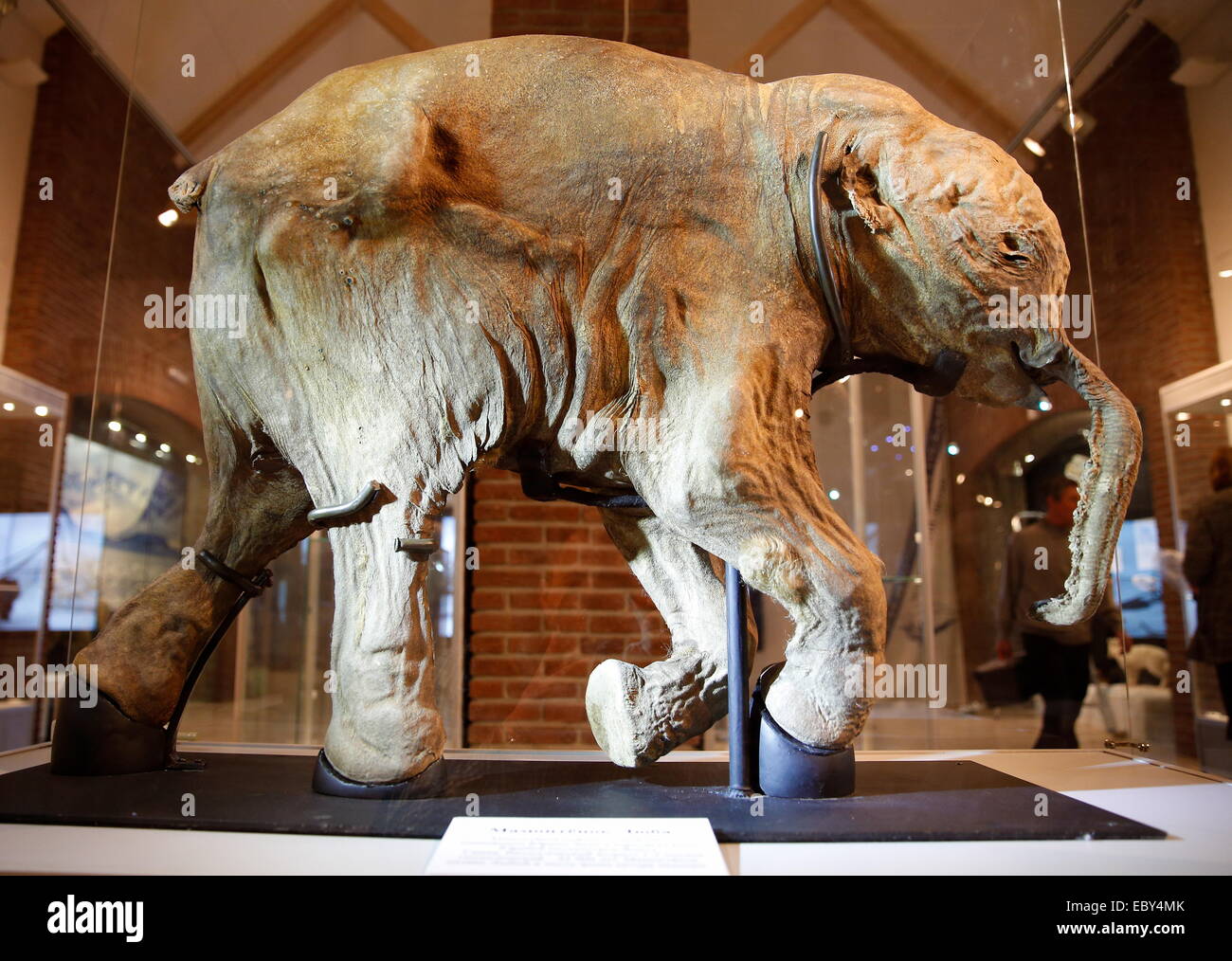 Lyuba Mammoth High Resolution Stock Photography and Images - Alamy