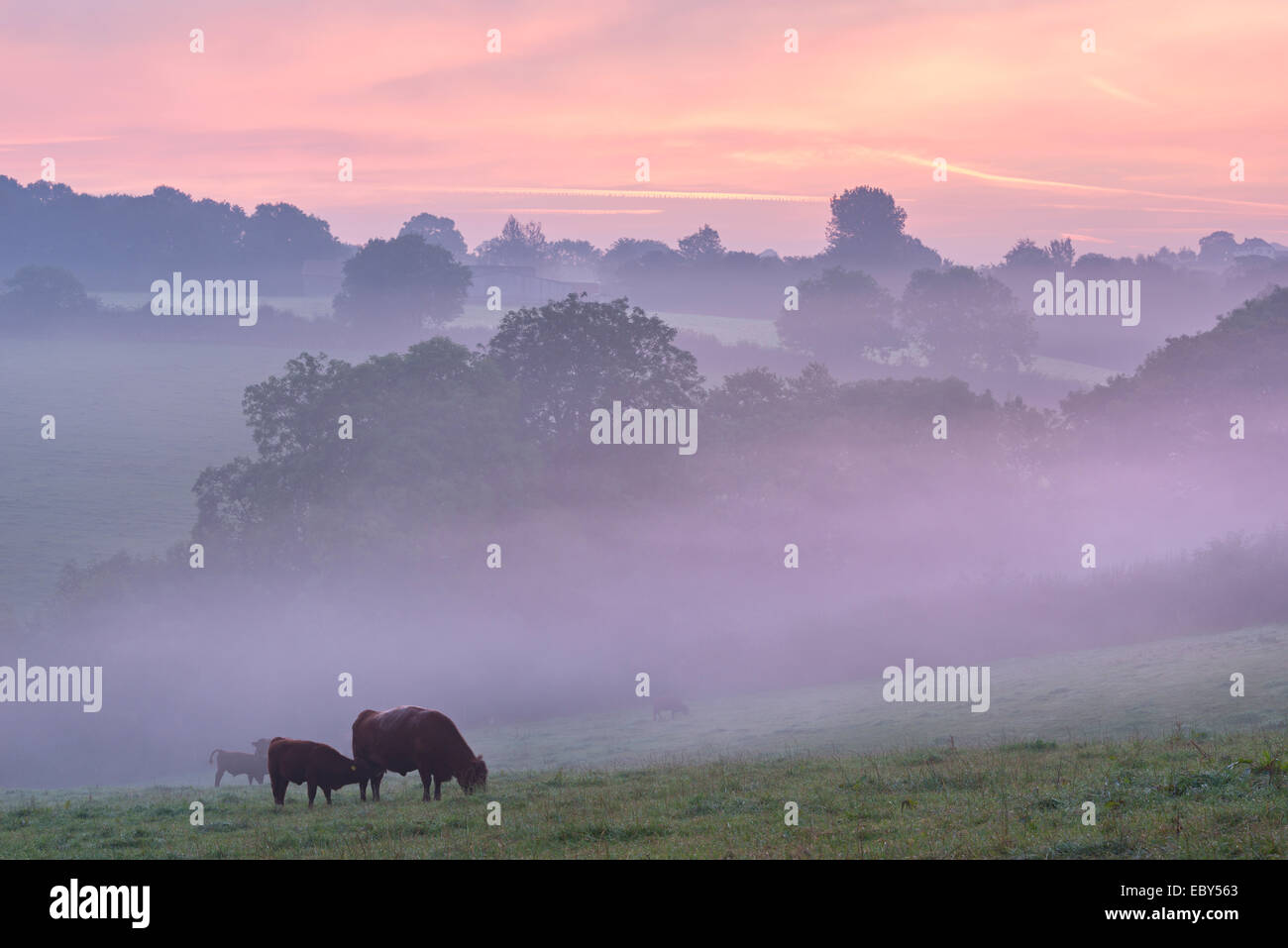 Red Ruby cattle grazing in the Devon countryside at dawn on a misty ...