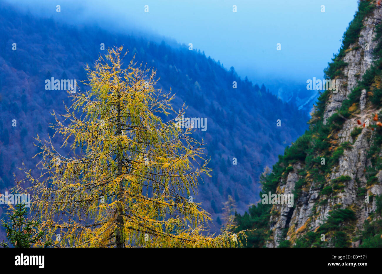 Yellow pine tree (larch) in the mountains Stock Photo - Alamy
