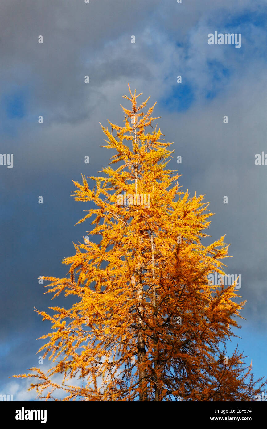 Yellow pine tree (larch) in the mountains Stock Photo - Alamy
