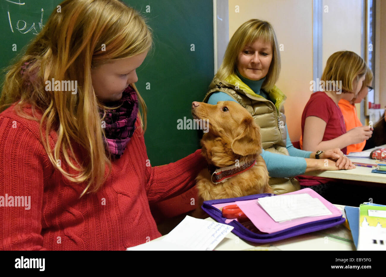 Sterup, Germany. 02nd Dec, 2014. School dog "Dimple" sits in a ...
