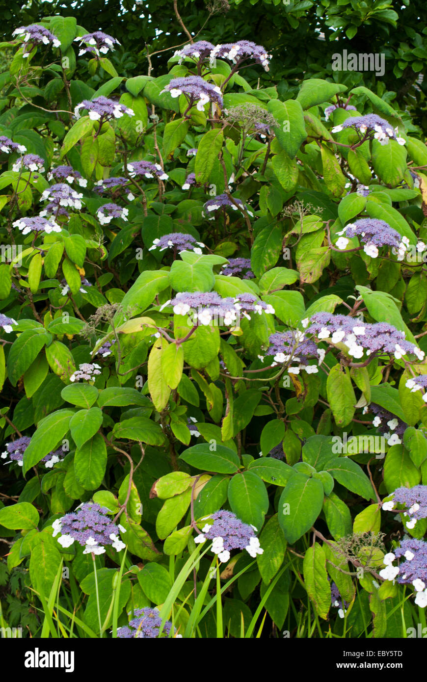 Hydrangea aspera macrophylla Stock Photo - Alamy