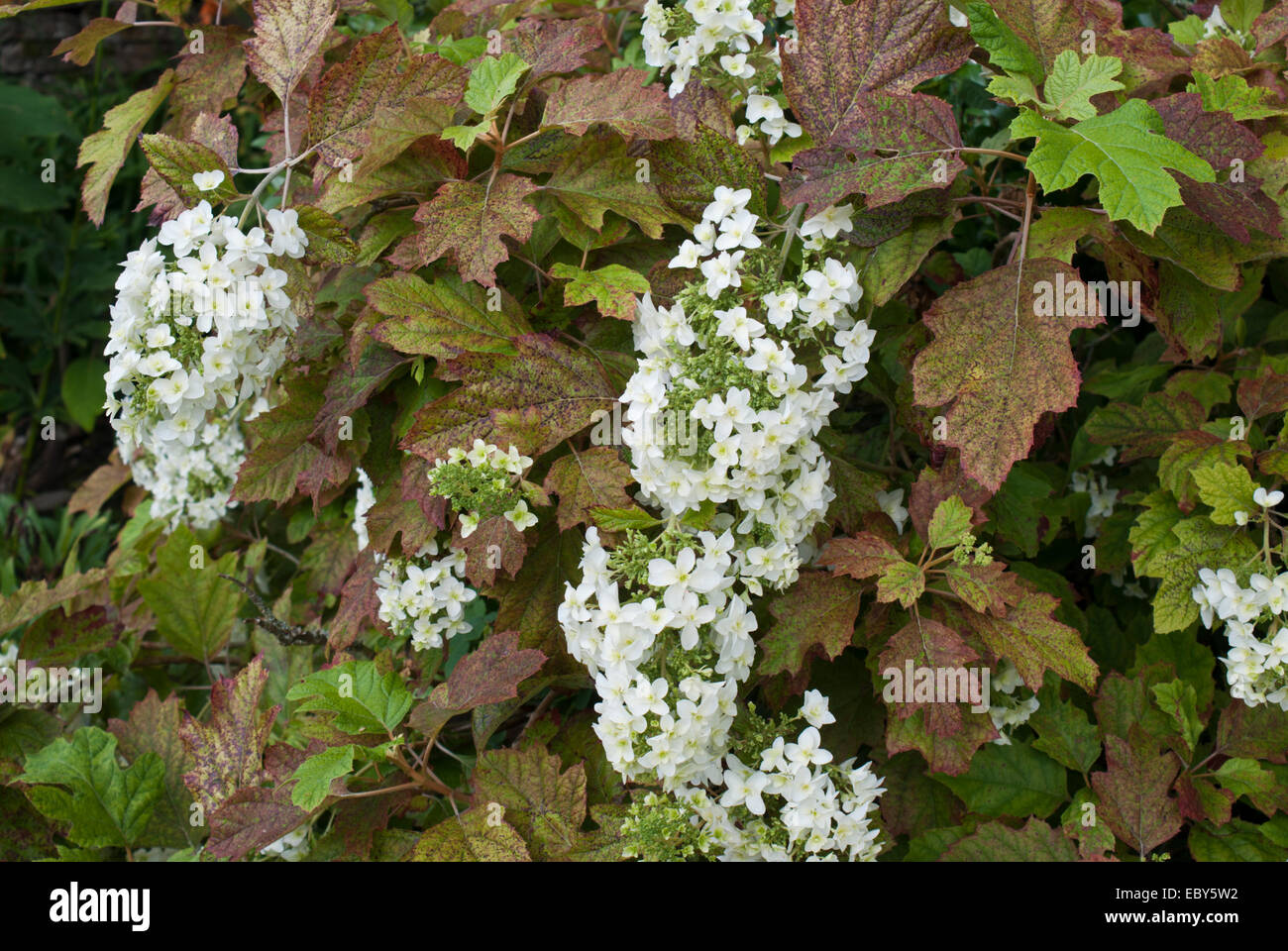Hydrangea quercifolia snowflake Stock Photo - Alamy