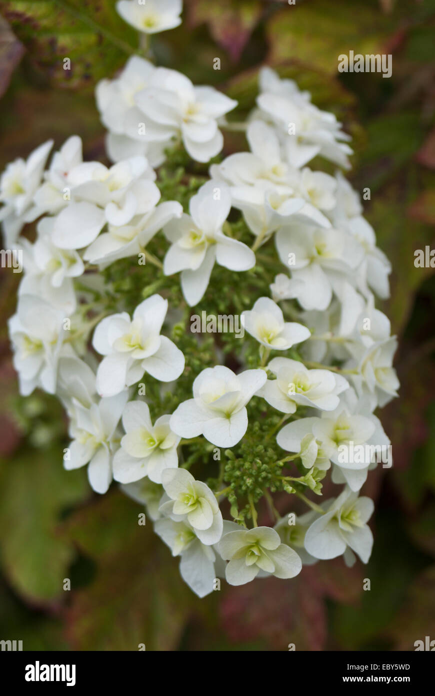 Hydrangea quercifolia snowflake Stock Photo - Alamy