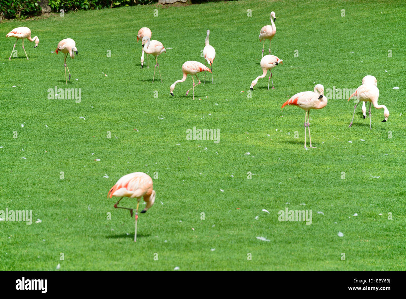 Flamingo on grass hi-res stock photography and images - Alamy