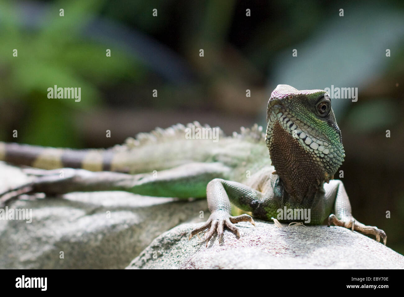 A Chinese Water Dragon Sitting Physignathus cocincinus Stock Photo - Alamy