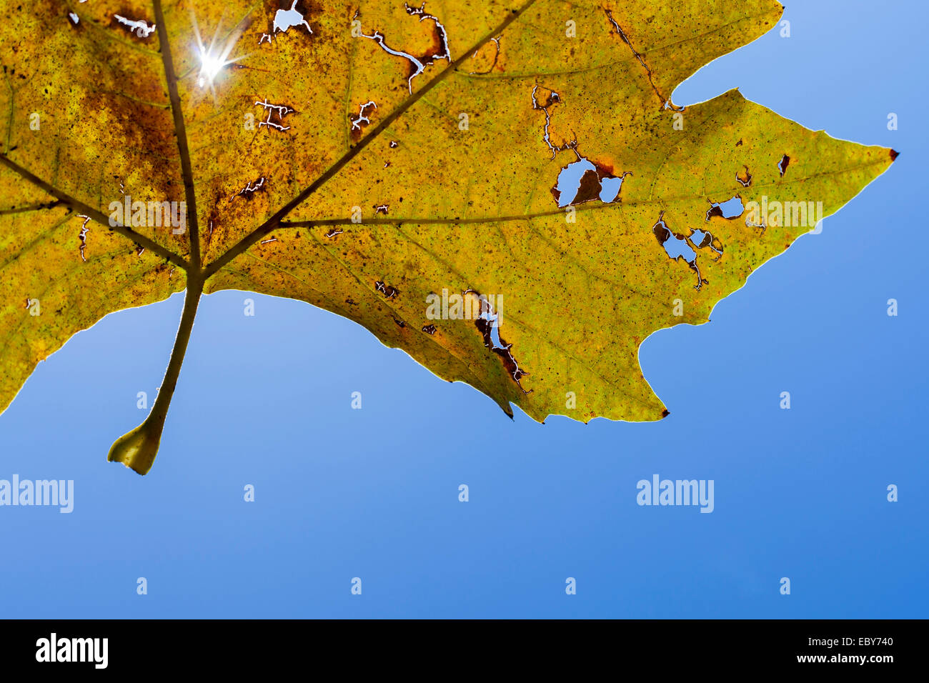 Single autumn leave Stock Photo - Alamy